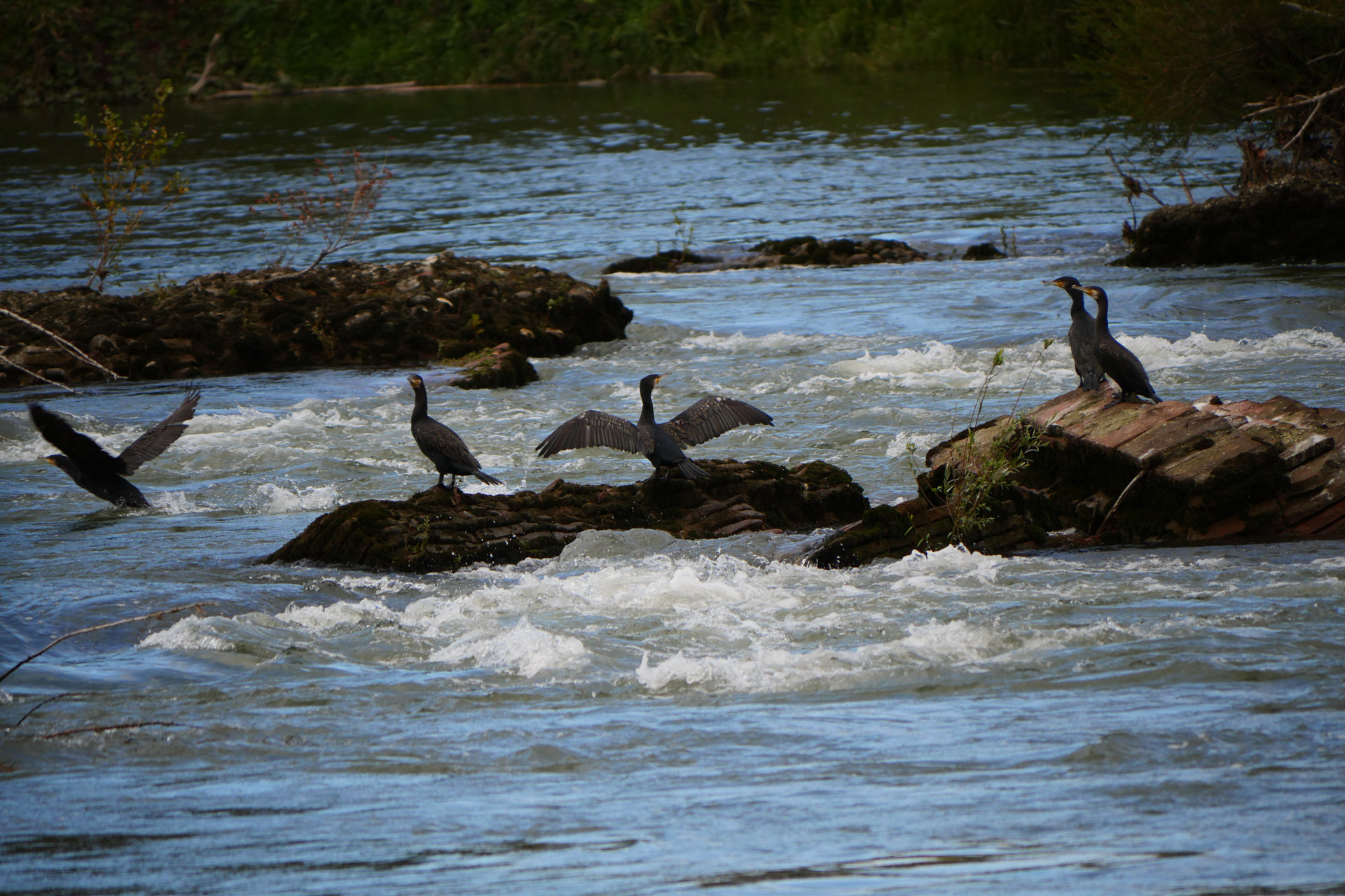 La Réserve Confluence Garonne-Ariège : compte-rendu de la sortie Nature ...